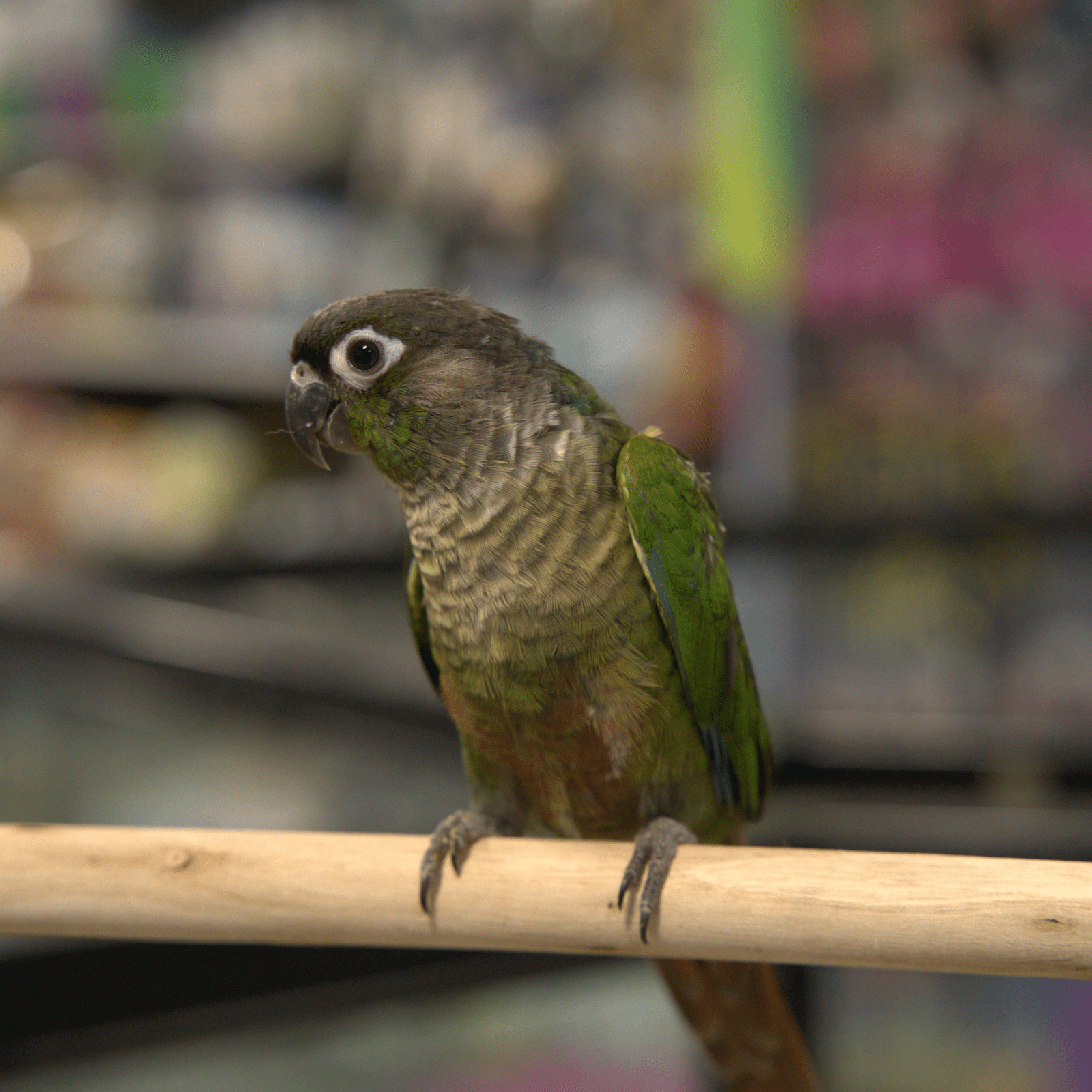 Available Pets - Petland Overland Park, Kansas