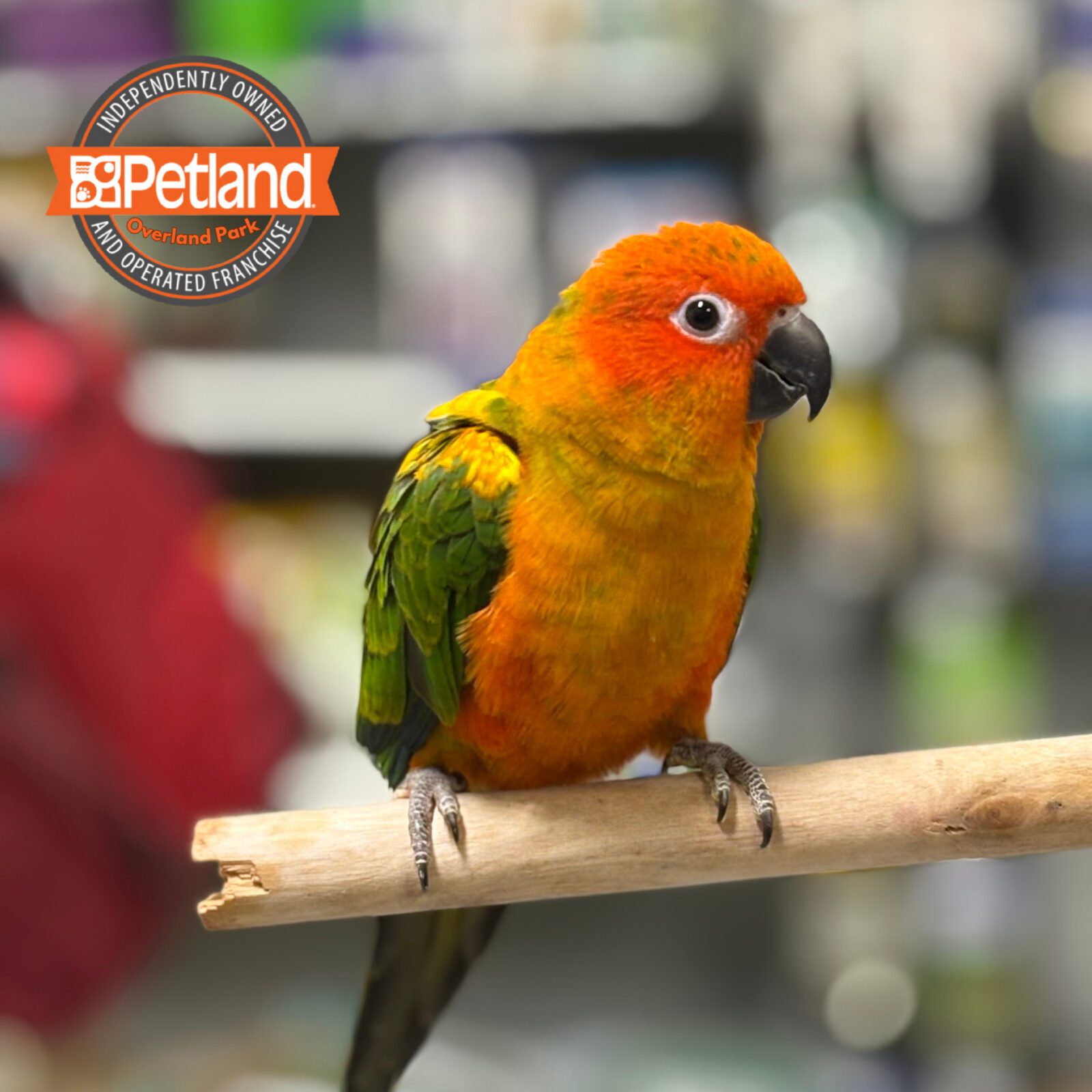 Birds For Sale | Petland Overland Park, Kansas