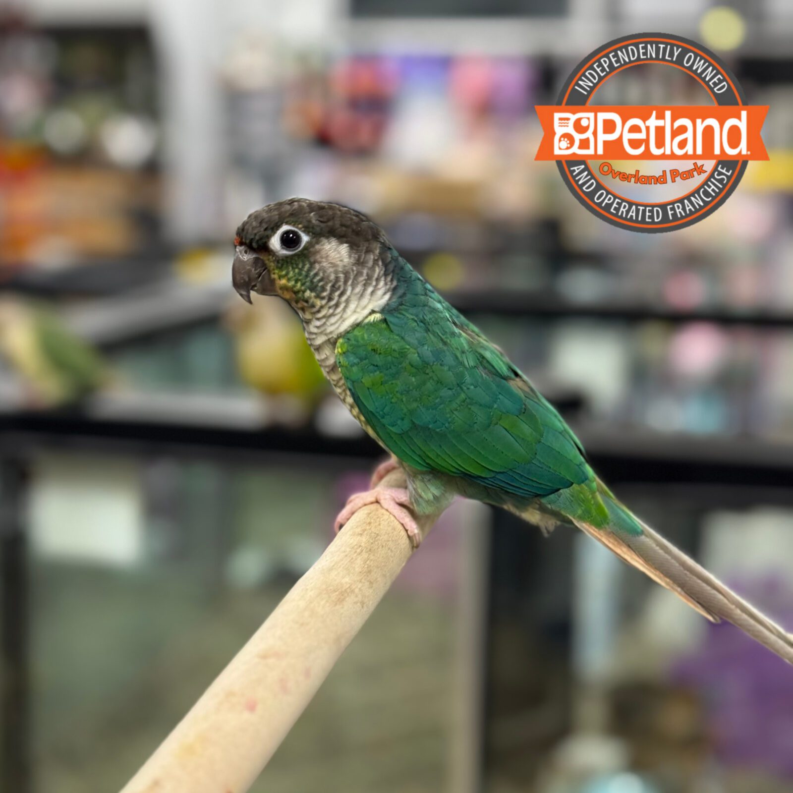 Birds For Sale | Petland Overland Park, Kansas